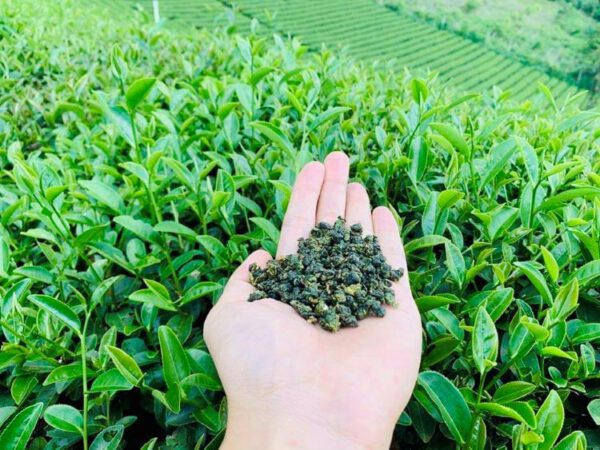 Ô LONG TỨ QUÝ THƯỢNG VỊ - Tinh Tế Đà Lạt